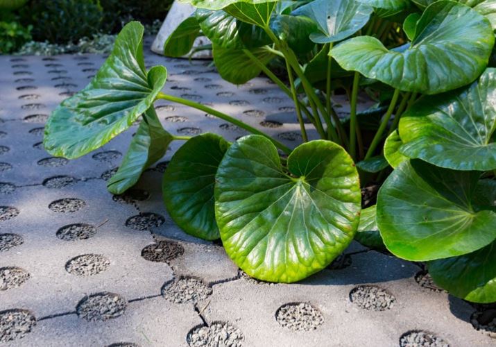 TURFGRID CHARCOAL 420X315X90: Lee Rowans Gardenworld