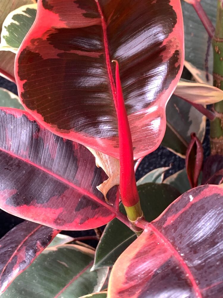 Beautiful foliage & indoor plants. : Ask The Experts : Lee Rowans ...