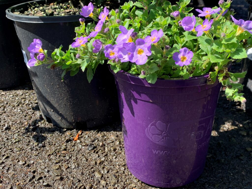 How to take care of plants in pots. : Ask The Experts : Lee Rowans ...