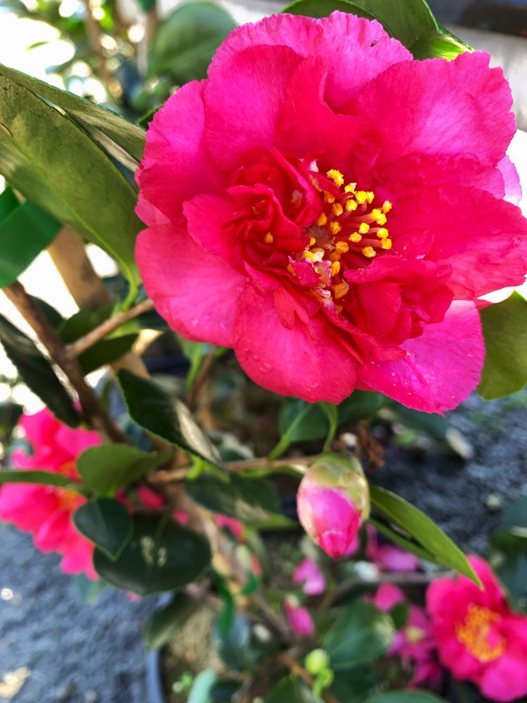 Hedges, shrubs and plants great for screening. : Ask The Experts : Lee ...
