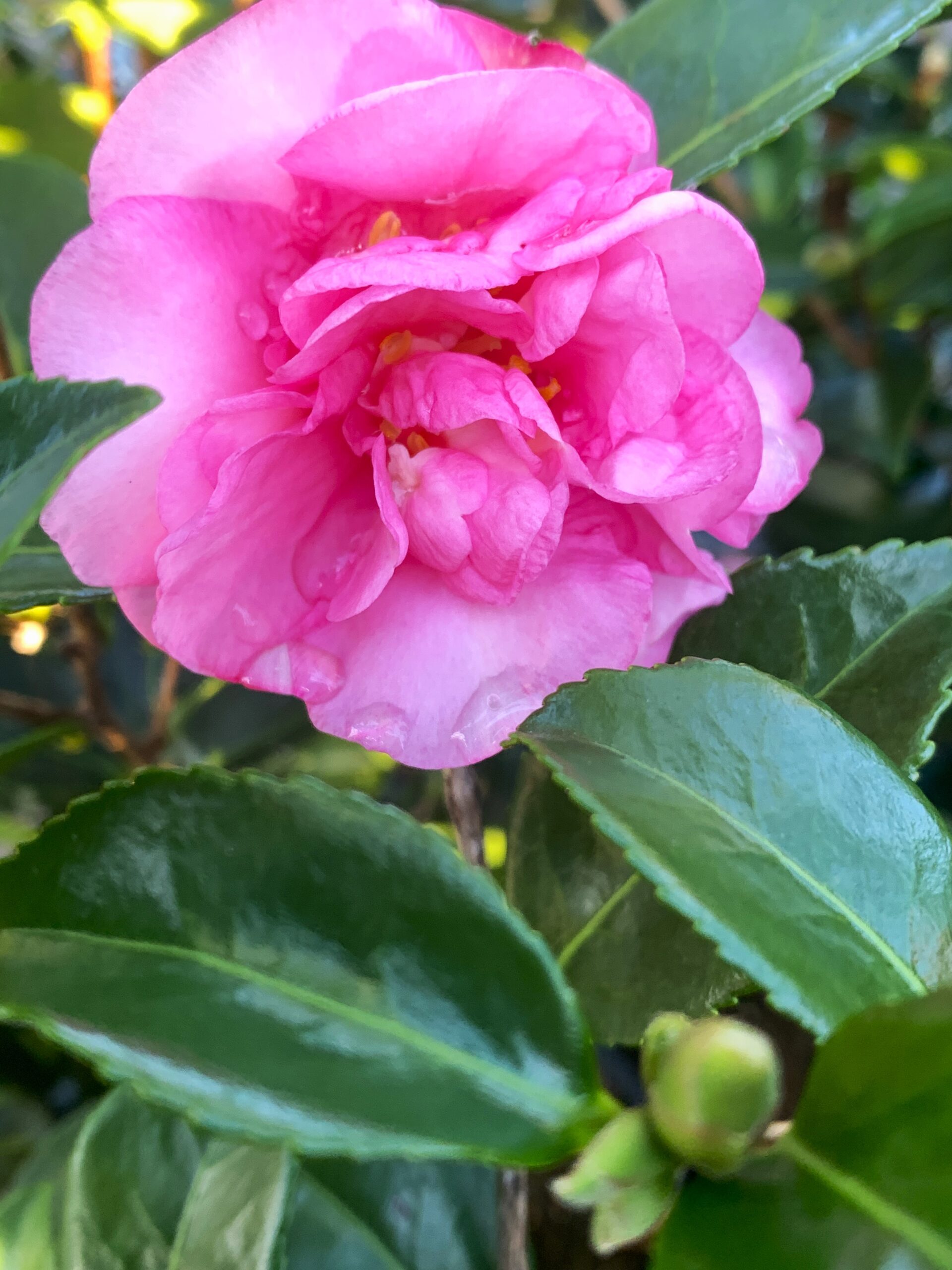 Hedges, shrubs and plants great for screening. : Ask The Experts : Lee ...