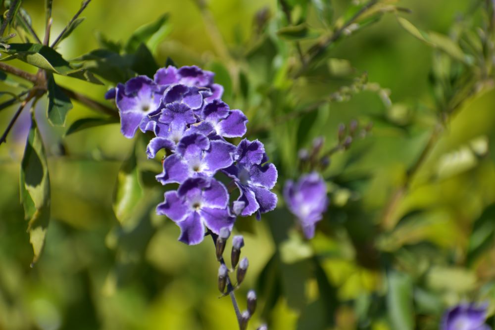 Hedges, shrubs and plants great for screening. : Ask The Experts : Lee ...