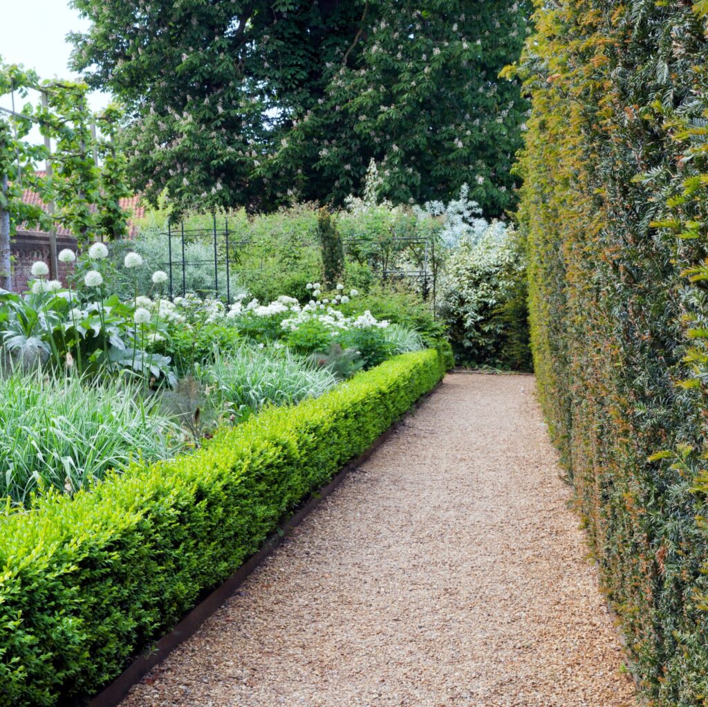 How to grow a hedge or screen. : Ask The Experts : Lee Rowans Gardenworld