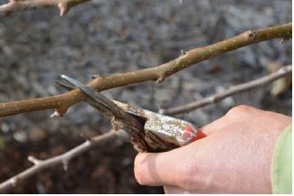 How to plant barefoot trees. : Ask The Experts : Lee Rowans Gardenworld