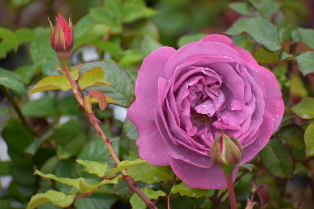 How to prepare, plant & care for roses. : Ask The Experts : Lee Rowans ...