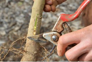 How to plant barefoot trees. : Ask The Experts : Lee Rowans Gardenworld
