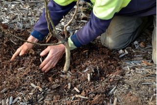How to plant barefoot trees. : Ask The Experts : Lee Rowans Gardenworld