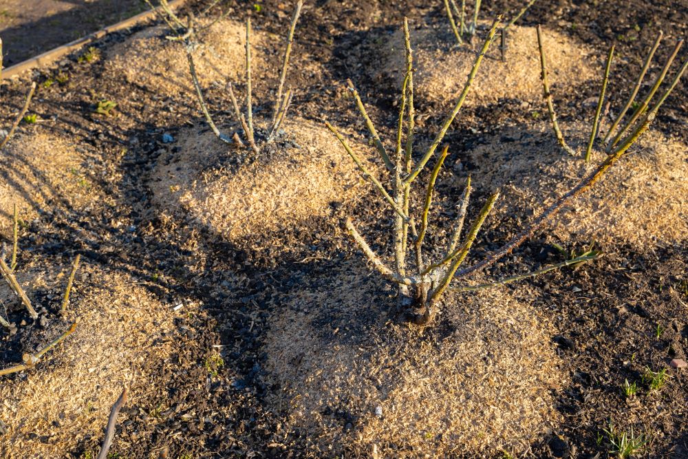How to prepare, plant & care for roses. : Ask The Experts : Lee Rowans ...