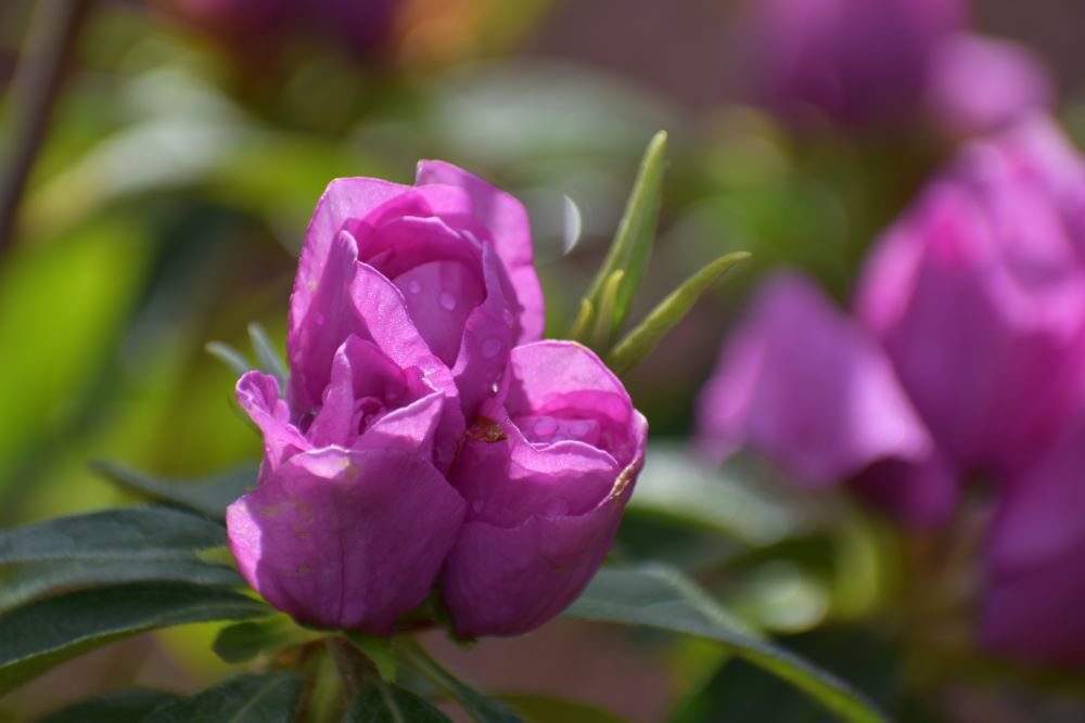 The lovely Azalea : Ask The Experts : Lee Rowans Gardenworld