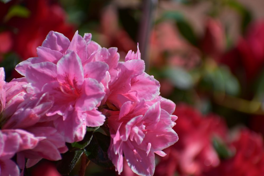 The lovely Azalea : Ask The Experts : Lee Rowans Gardenworld