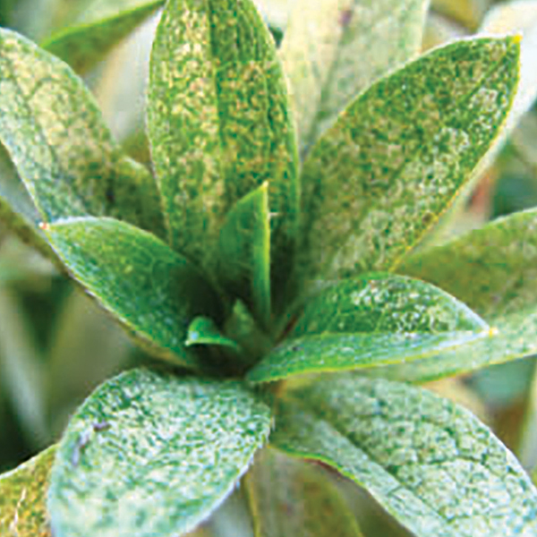 The lovely Azalea : Ask The Experts : Lee Rowans Gardenworld