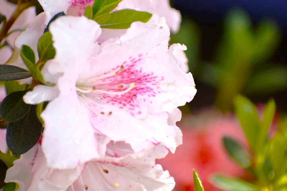 Plants for shade. : Ask The Experts : Lee Rowans Gardenworld