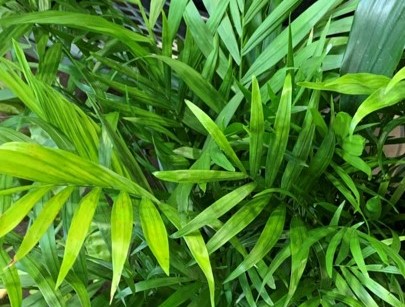 Plants for shade. : Ask The Experts : Lee Rowans Gardenworld
