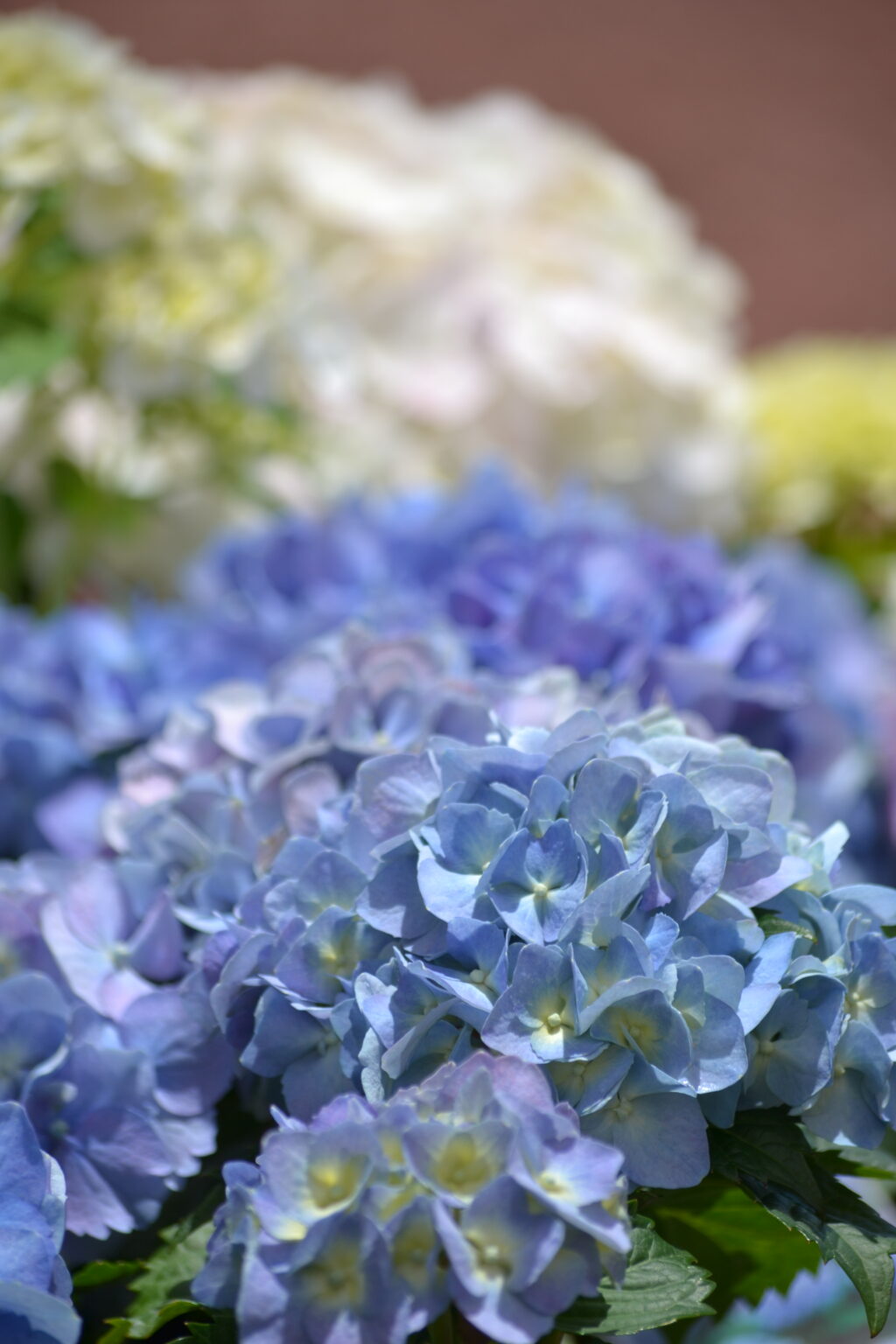 The humble Hydrangea. : Ask The Experts : Lee Rowans Gardenworld