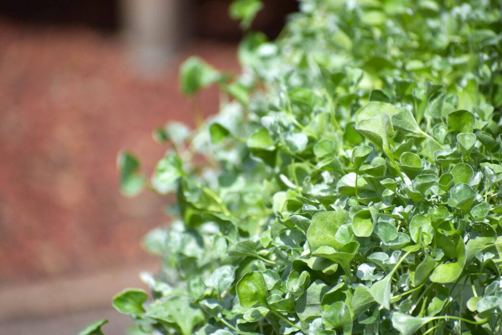 Great ground covers : Ask The Experts : Lee Rowans Gardenworld