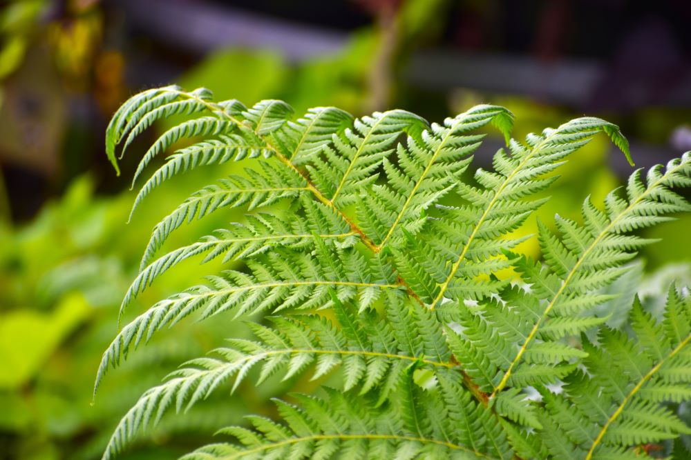 Plants for shade. : Ask The Experts : Lee Rowans Gardenworld