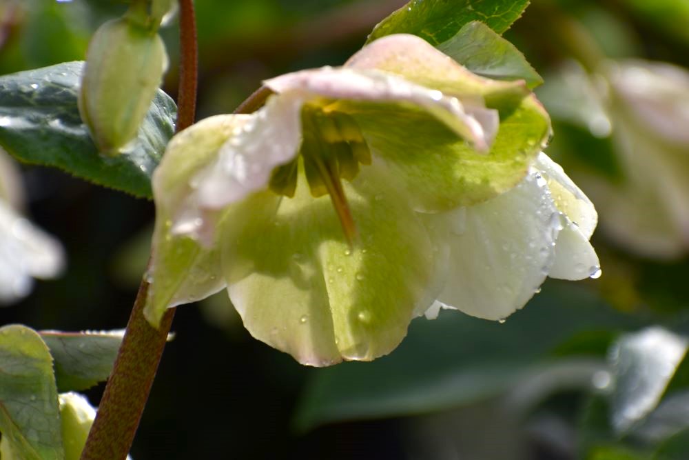 Plants for shade. : Ask The Experts : Lee Rowans Gardenworld