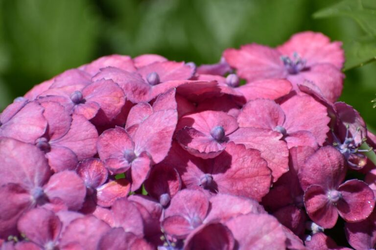 The humble Hydrangea. : Ask The Experts : Lee Rowans Gardenworld
