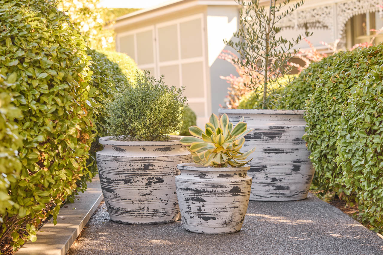 DRIFT CONE SET WHITE SEASONAL: Lee Rowans Gardenworld